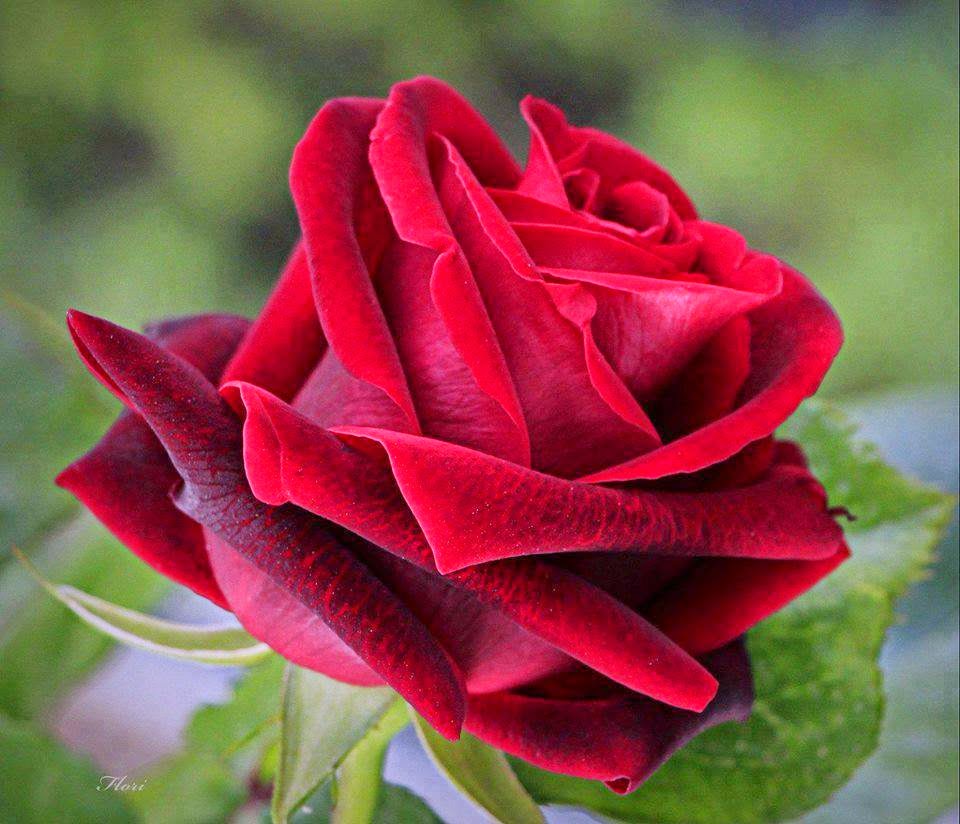 ZOOM FRASES: 20 rosas para regalar a tus amigos