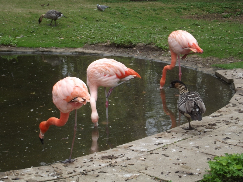 Through The Keyhole: Lotherton Hall Bird Garden