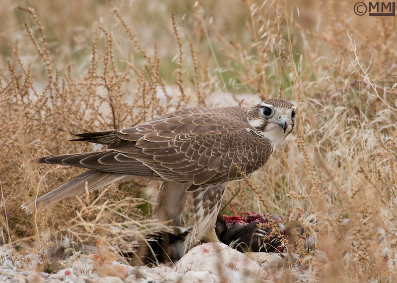 Birding Is Fun!: Prairie Falcon Fun