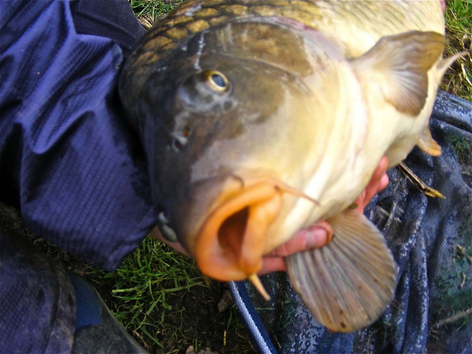 The Paxton Ranger: Fish at Paxton Pits