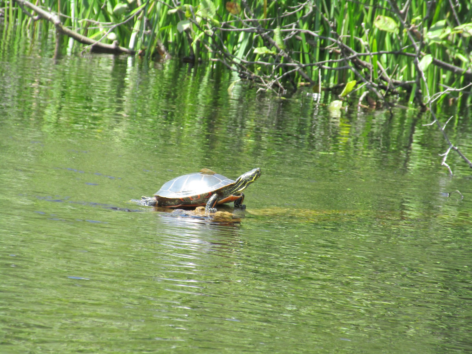 Dave's Yak Tales: Day 2 at Little Spider Lake