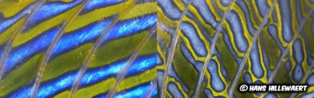 Something Fishy Going On: Most Wanted : Reticulated Dragonet.