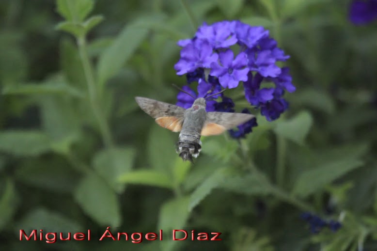 Cuaderno de Campo: Esfinge colibrí (Macroglossum stellatarum)