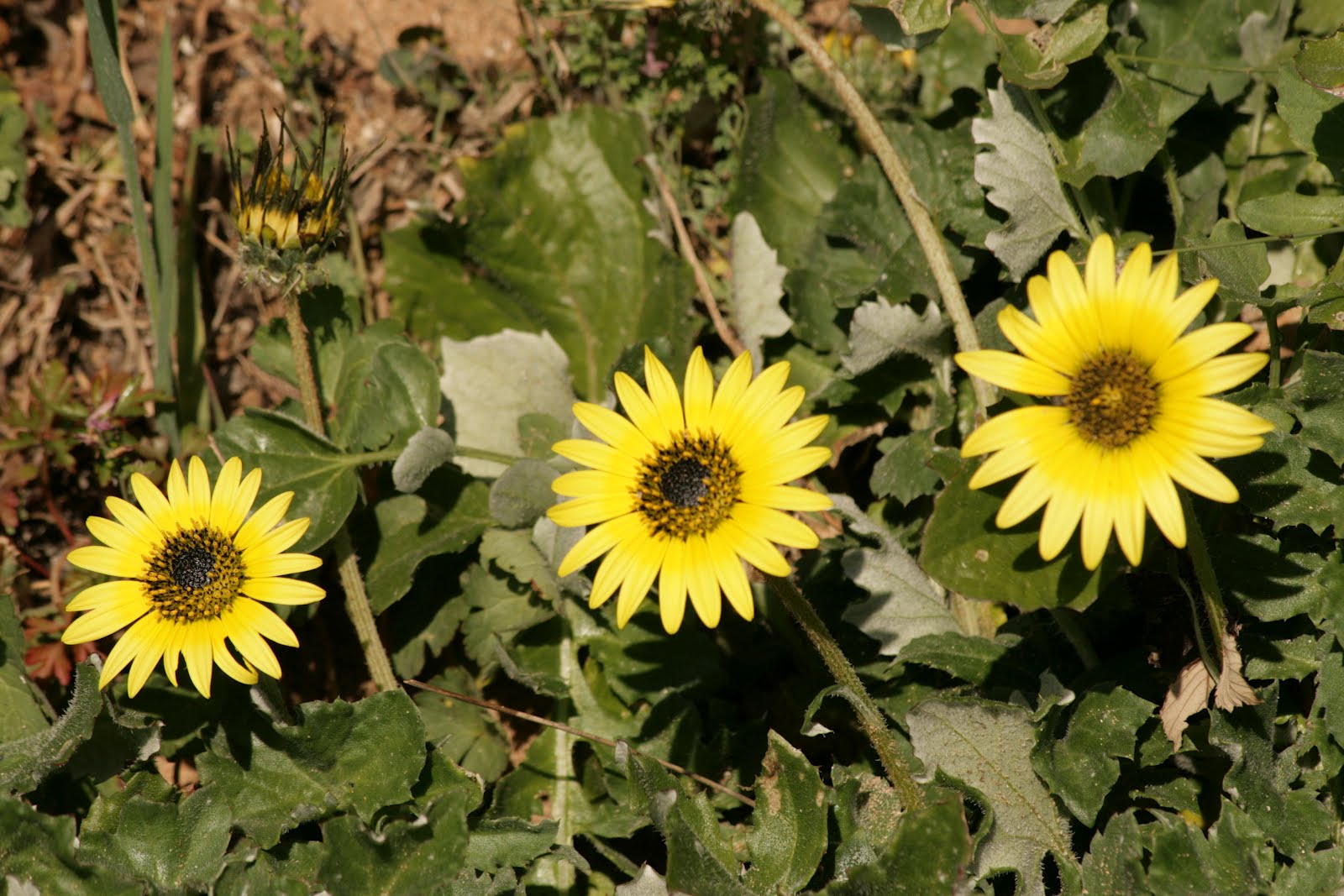 naturaleza en asturias: Invasoras II. Margarita africana.