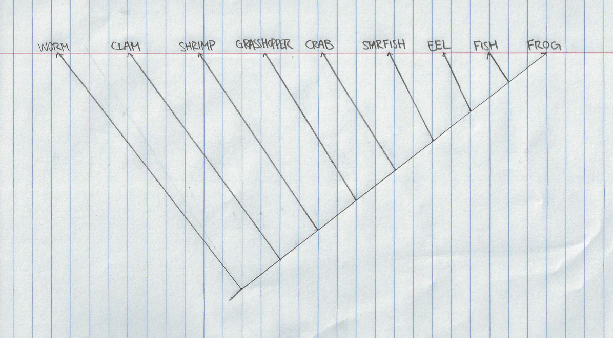 Alex Chiang's IB Biology Blog: Cladogram