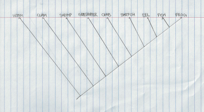 Alex Chiang's IB Biology Blog: Cladogram