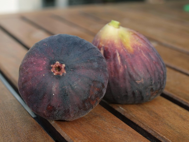 Israel Fig - Var Tin