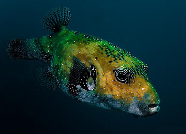 Top 27 Sea Animals Wallpapers IN HD