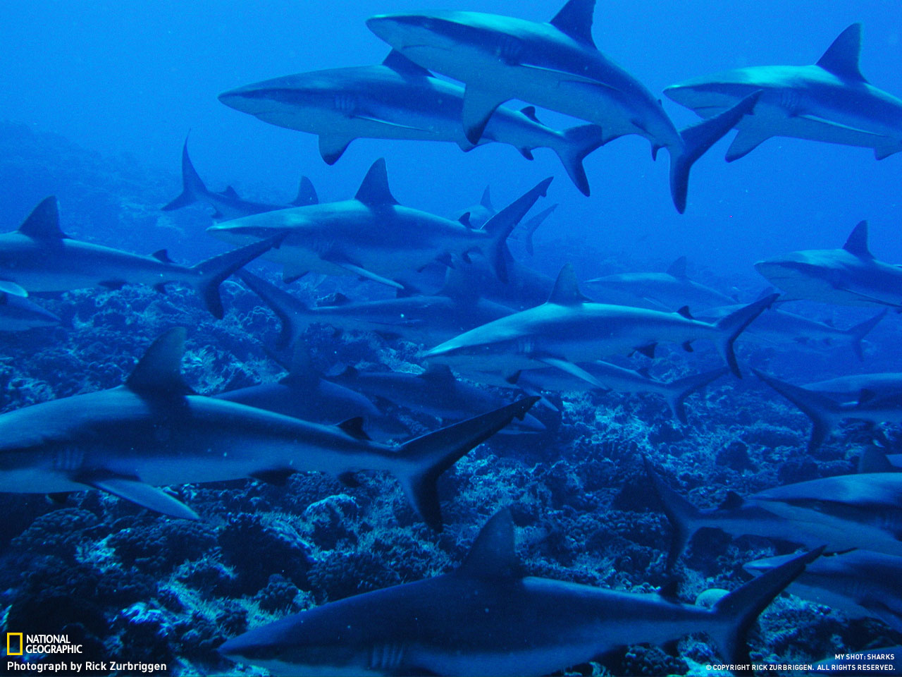 Desktop Wallpapers: Sharks Wallpapers by National Geographic