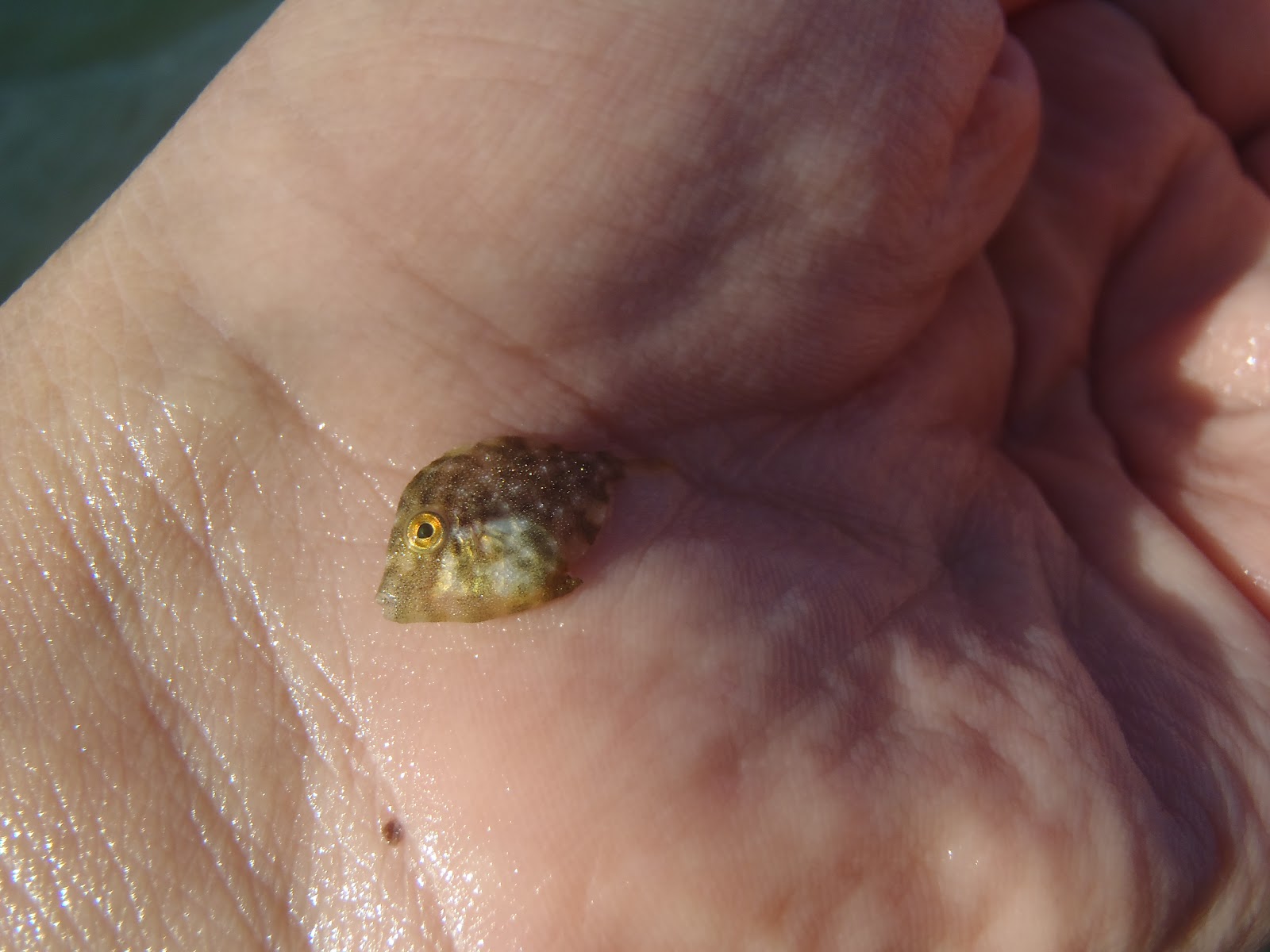 Isotria Blog: Creatures in the Sargassum - Padre Is. Natl. Seashore