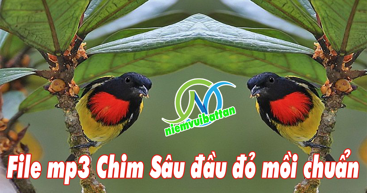 Tiếng Chim Sâu Đầu Đỏ Mồi Chuẩn Dùng Đi Bẫy Mới Nhất
