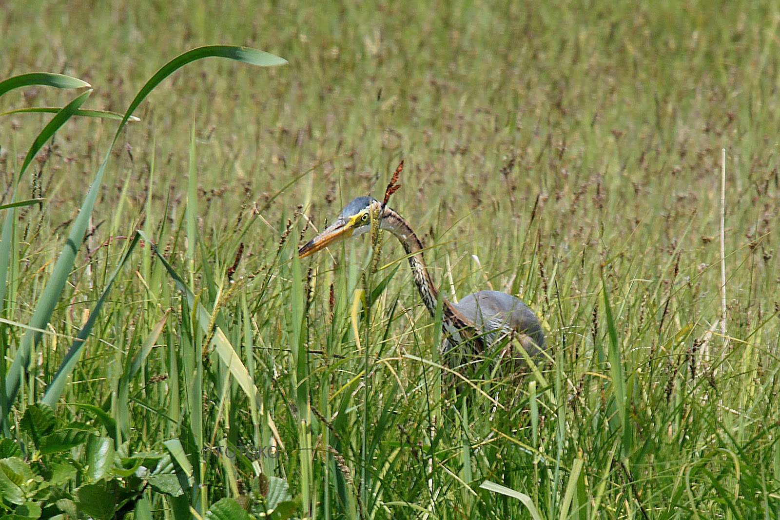 NatuurlijkNatuur: De Purperreiger [Ardea purpurea].