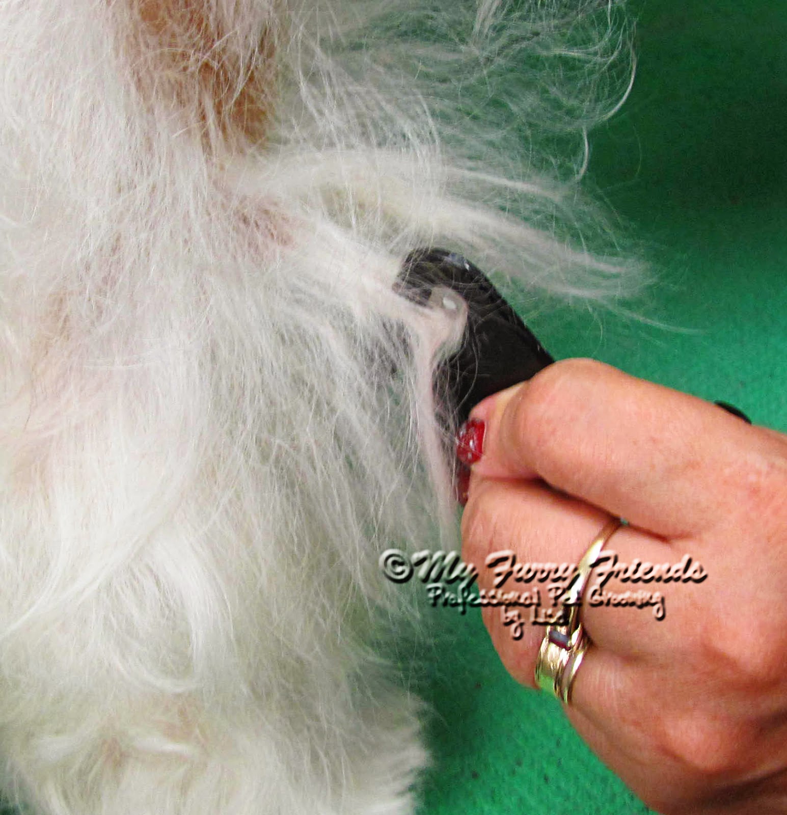 Pet Grooming: The Good, The Bad, & The Furry: Tuesday's Tip #60: Cheap ...