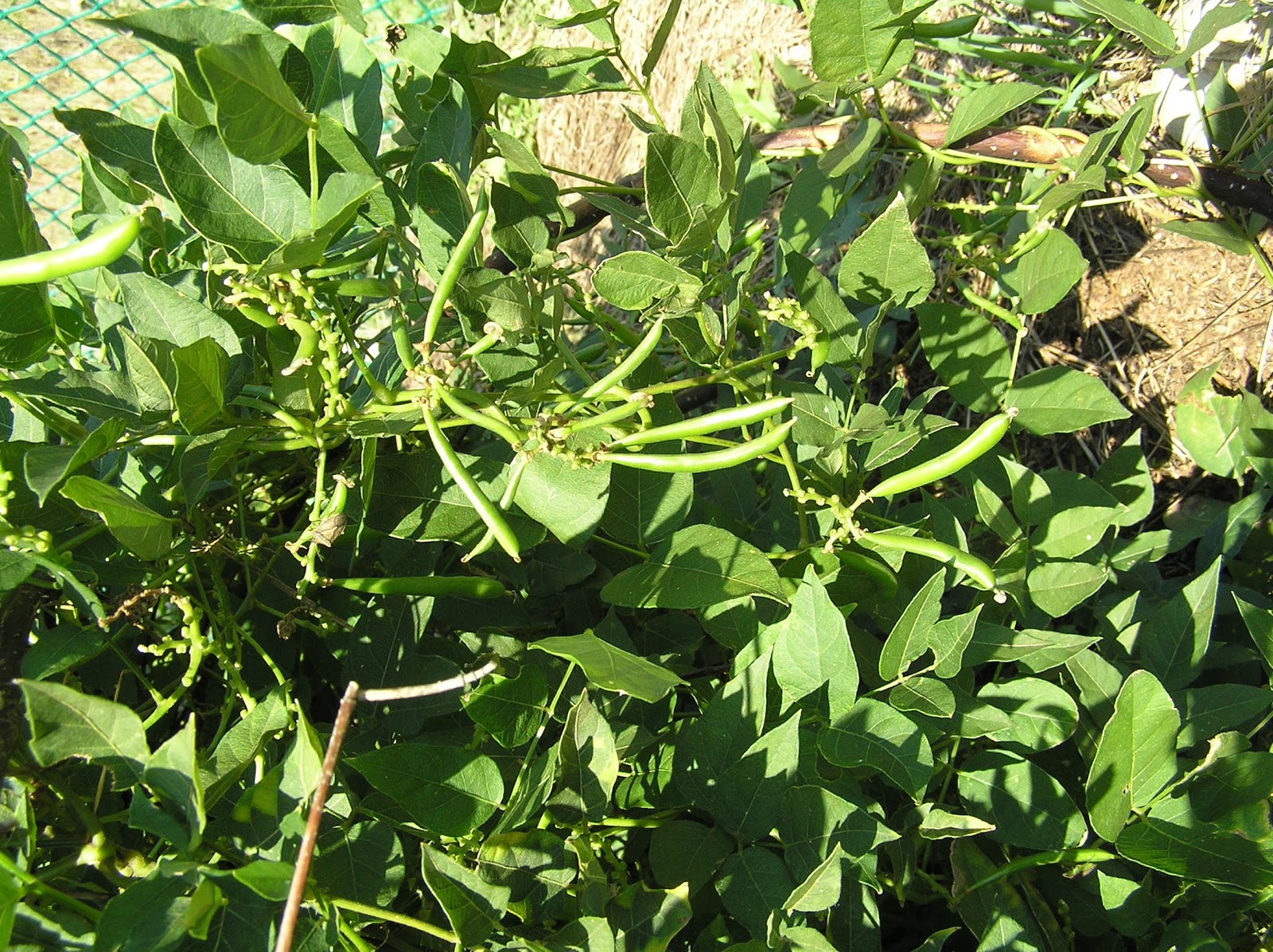 Rare Edible Root Crops: My apios