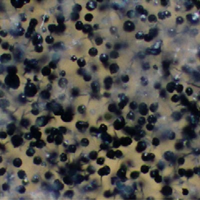 Sustainable Mycology: Stachybotrys spp.