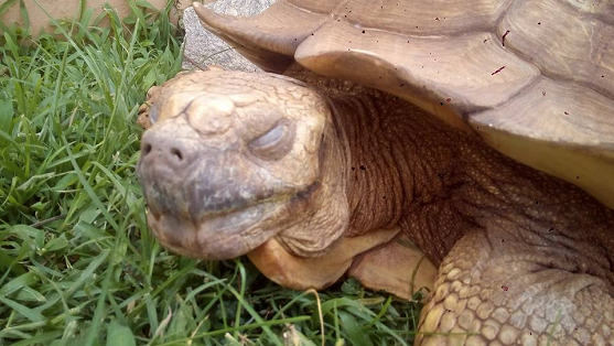 New Photos Of Alagba The Oldest Tortoise In The World Living At Soun Of ...