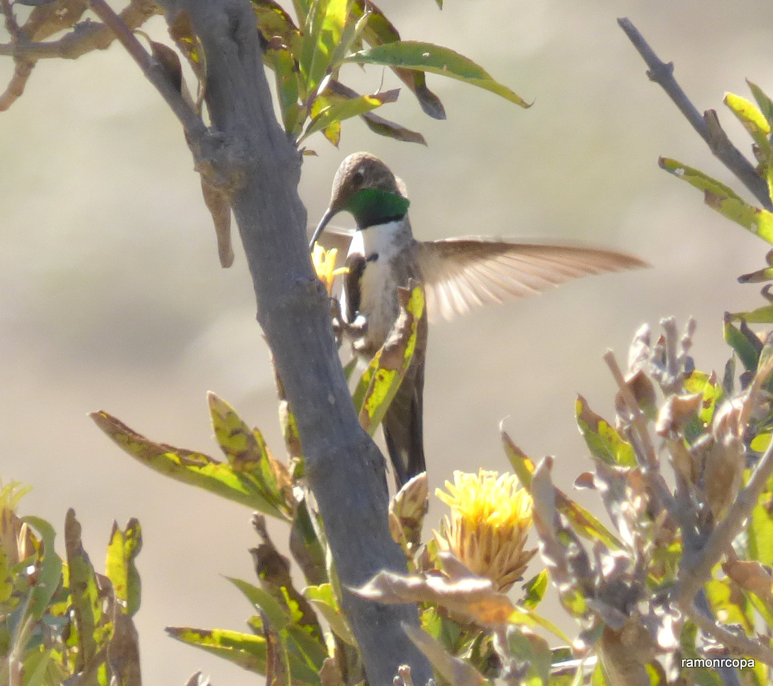 Aves del NOA y algo mas..: Picaflor cordillerano(o picaflor andino)