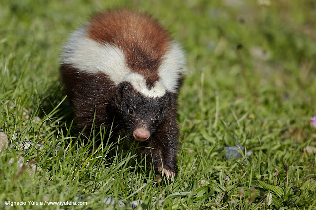 A feisty skunk | Focusing on Wildlife