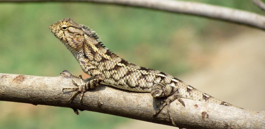 Dangerous of Wild Animals: Garden lizard (Calotes versicolor)