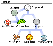 Plastids - Leucoplasts, Chromoplasts and Chloroplasts.