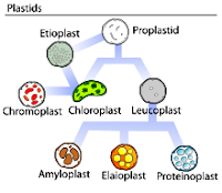 Plastids - Leucoplasts, Chromoplasts and Chloroplasts.