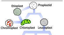 Leucoplast Structure