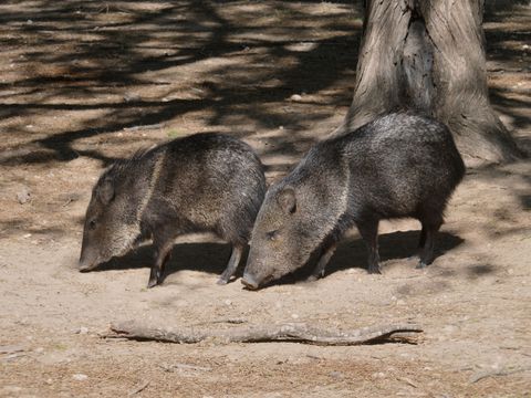 El blog de las especies singulares: El descubrimiento de dos nuevos ...
