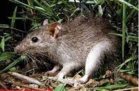 Hama Tikus Pada Perkebunan Kelapa Sawit ~ agricultural science