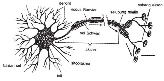 Pengertian dan Macam-macam Bagian serta Fungsi Sistem Sel Saraf pada ...