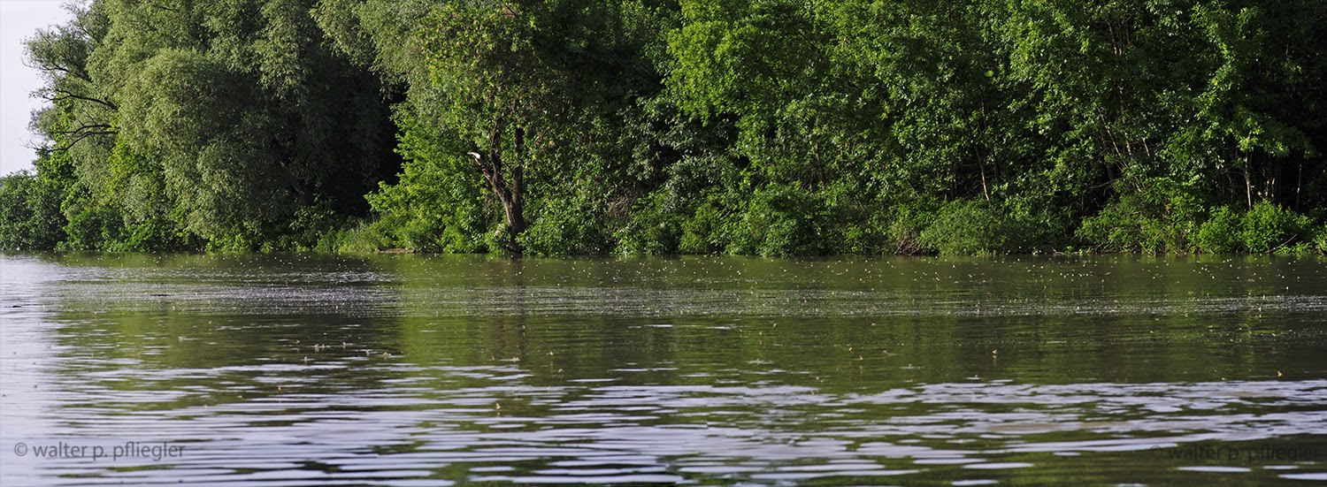 Nature photos from an Amateur Naturalist: Bodrog River, Hungary (Fluß ...