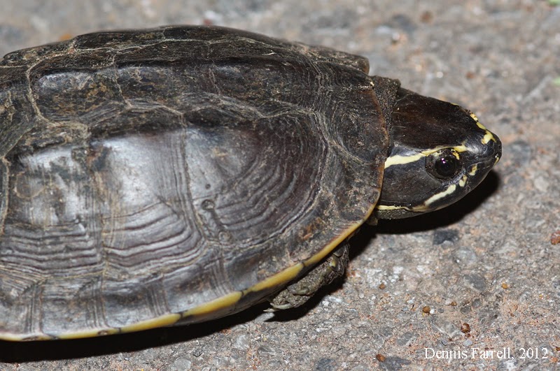Living Thailand: Malayan Snail-eating Turtle (Malayemys macrocephala)