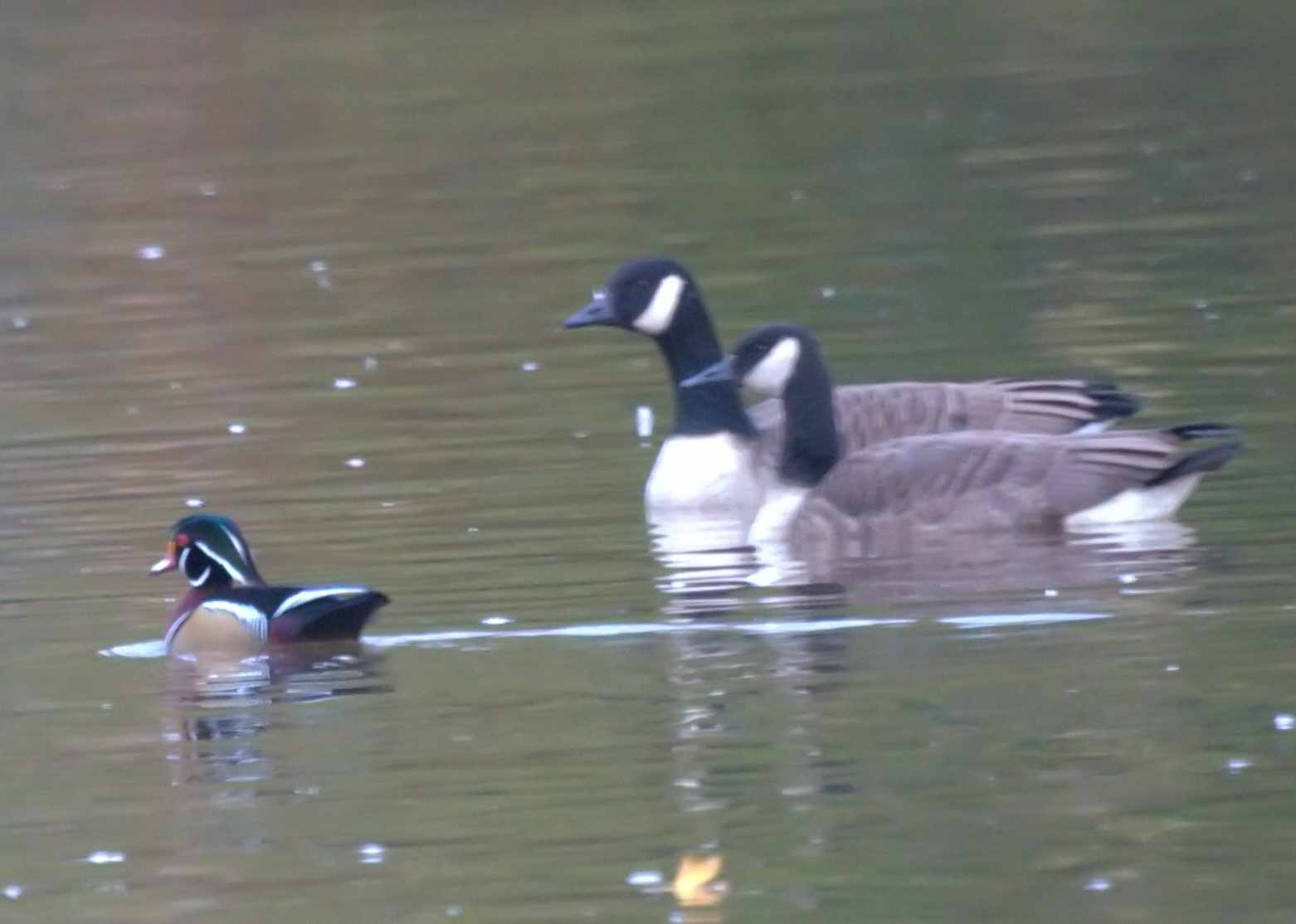 NJ Bird Photos: Birds of New Jersey: October 23, 2011