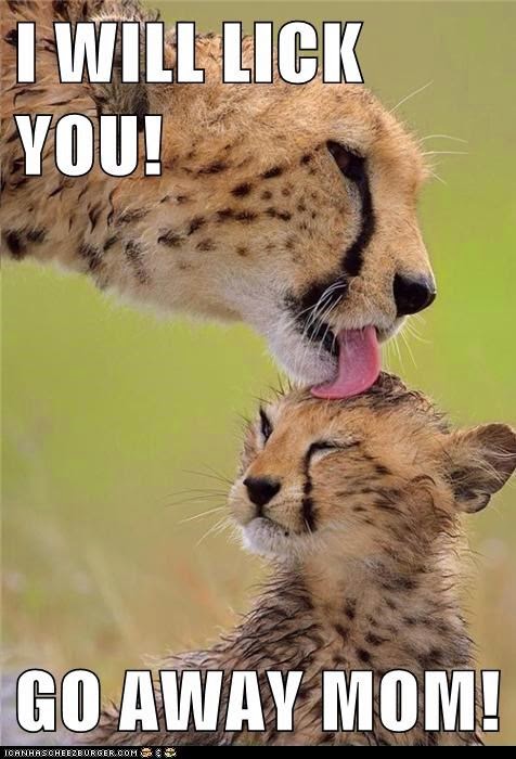 Thinking Pink: Top Five LOL Animals of the Day