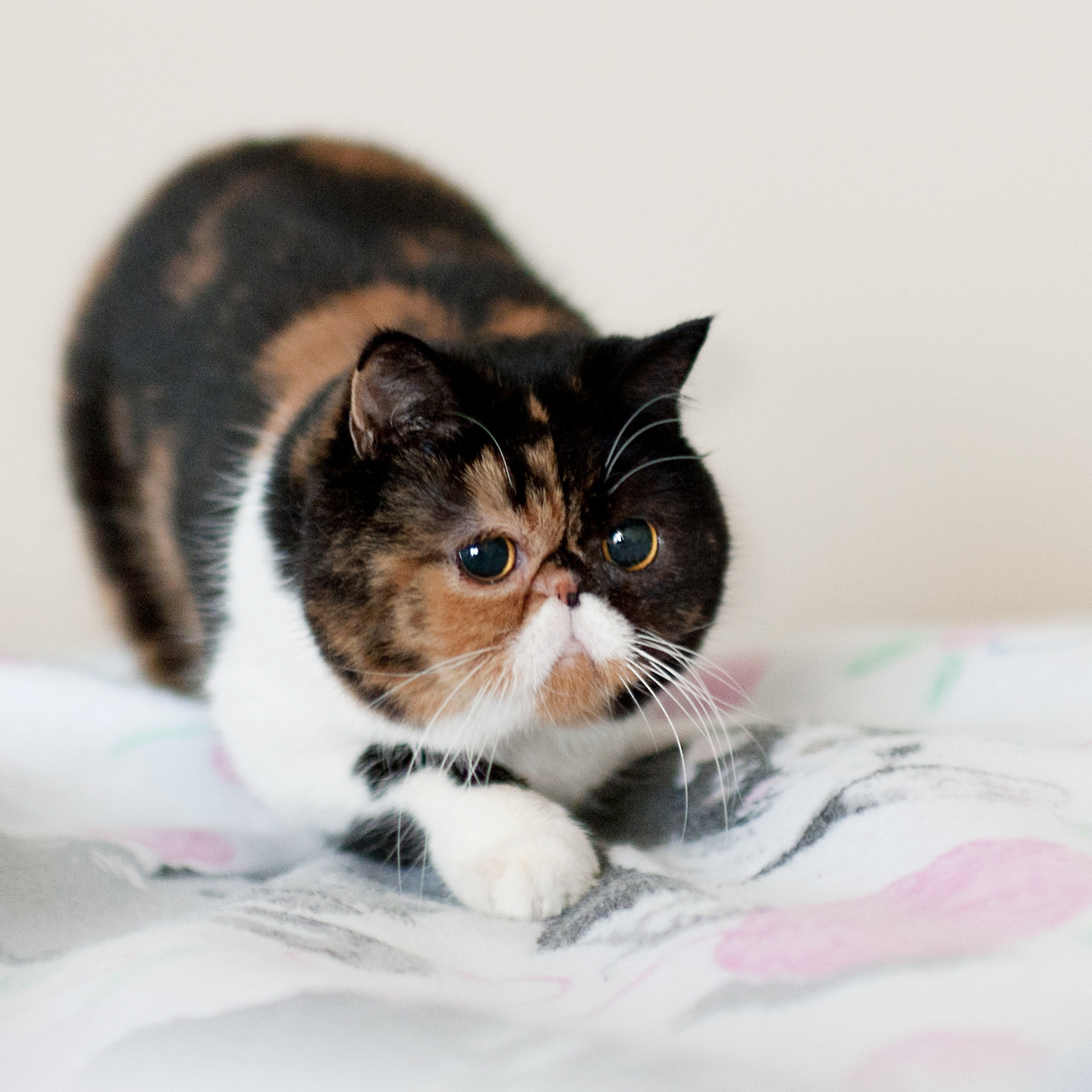 No One Asked You For Your Opinion!