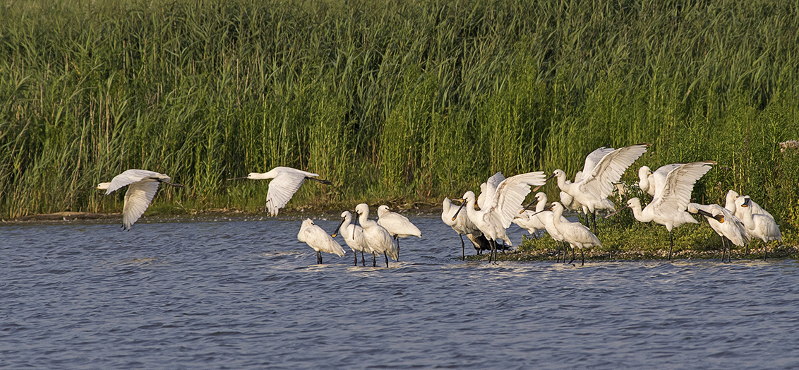 De Lepelaar | wallpaper hd 1080p