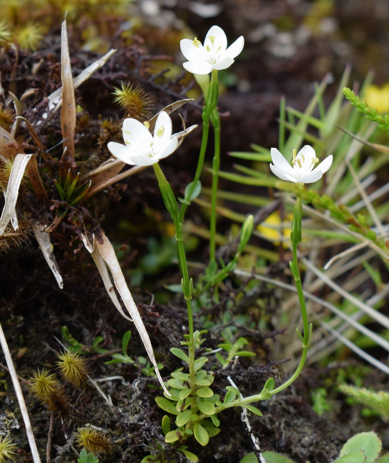 Plantas: Beleza e Diversidade: Endémicas dos Açores: #9 - Centaurium ...