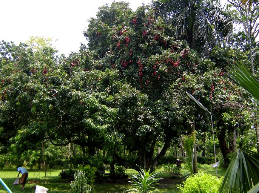 Memories and Musings II - Life in Pondicherry: THE LUSCIOUS LITCHI