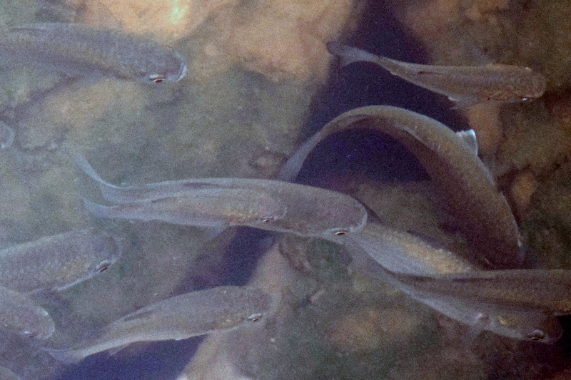 Singapore Wild Animals: Mullets