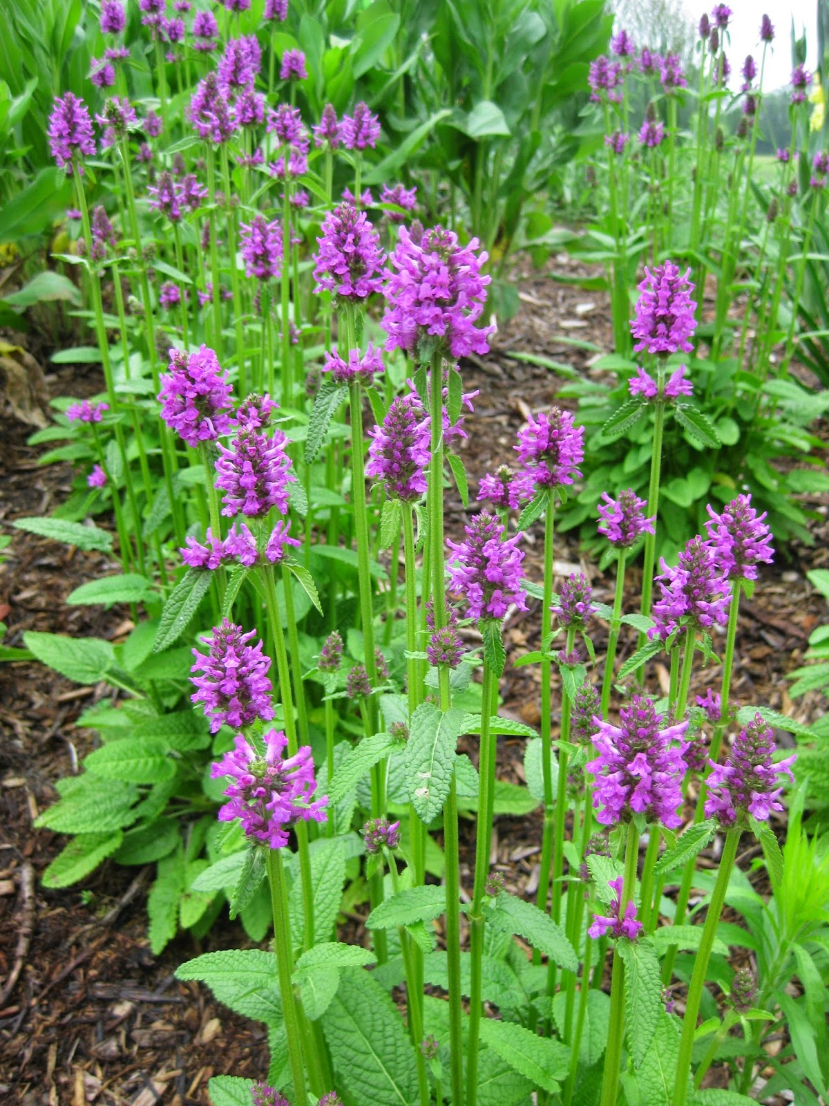 Wood Betony (Stachys officinalis) - Rotary Botanical Gardens