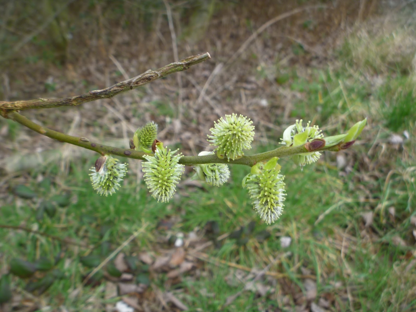 Crafty Green Poet: Catkins