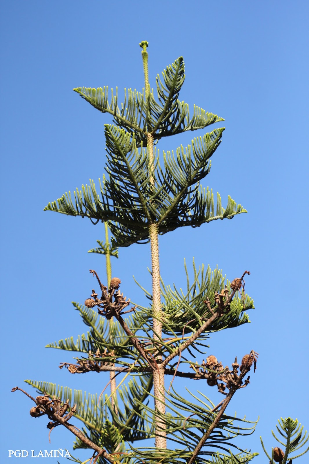 ARAUCARIA HETEROPHYLLA. araucaria.