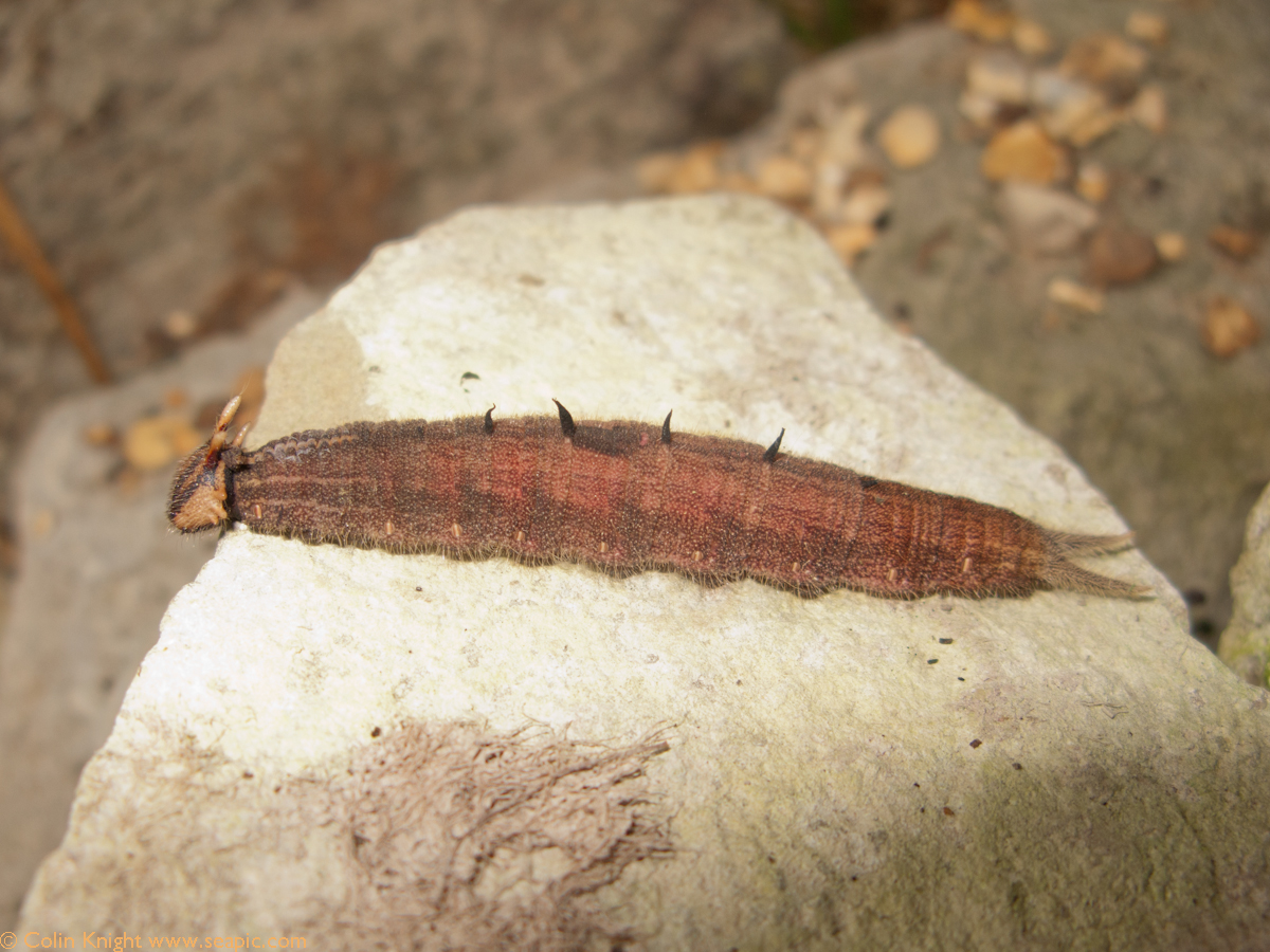 Postcards from Sussex: Glasswings at Earnley