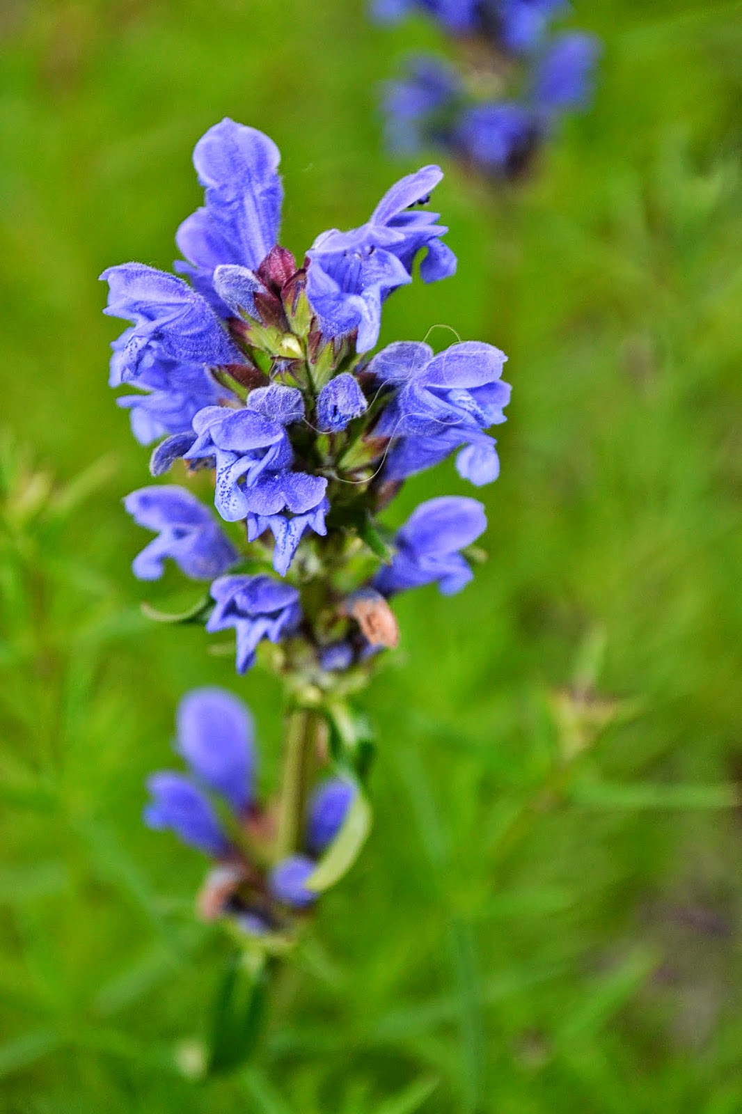 The Outlaw Gardener: Alison's Wasilla Garden