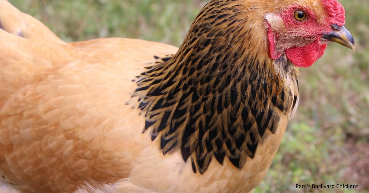 Pam's Backyard Chickens: A Guide to Cold-Hardy Chicken Breeds