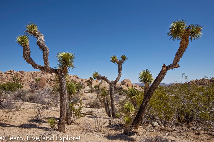 Joshua Tree National Park ~ Learn, Live, and Explore!