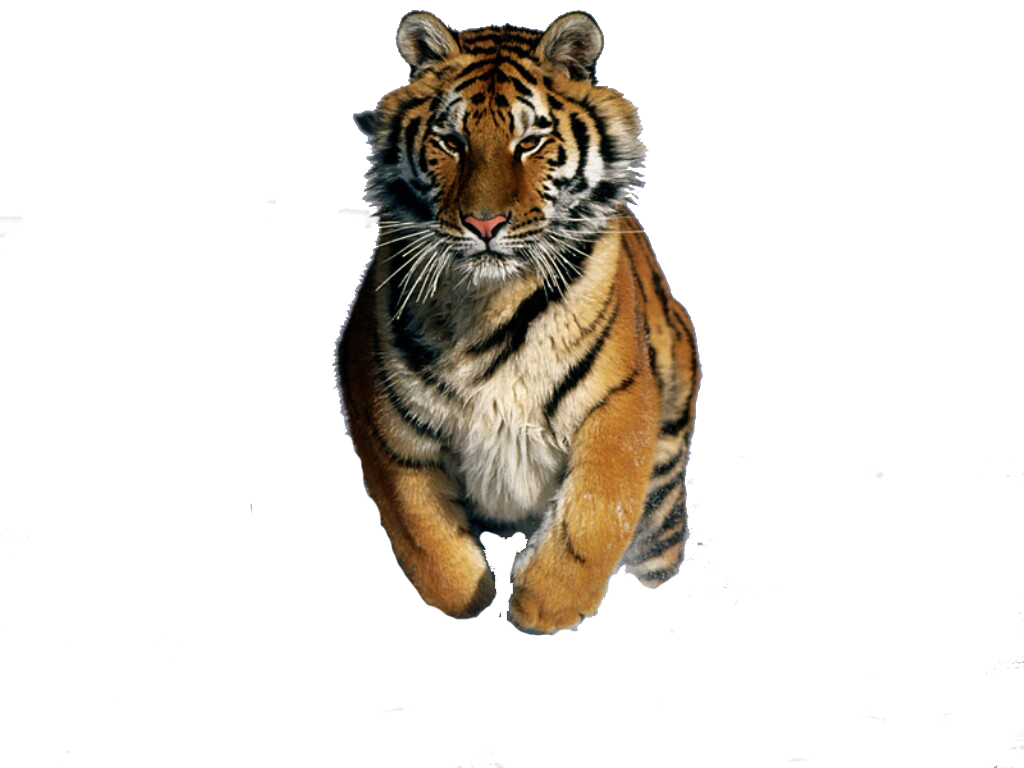 Tigre png - Imagui