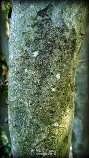 Meu Cantinho Verde: CAVIÚNA - ( Machaerium scleroxylon )