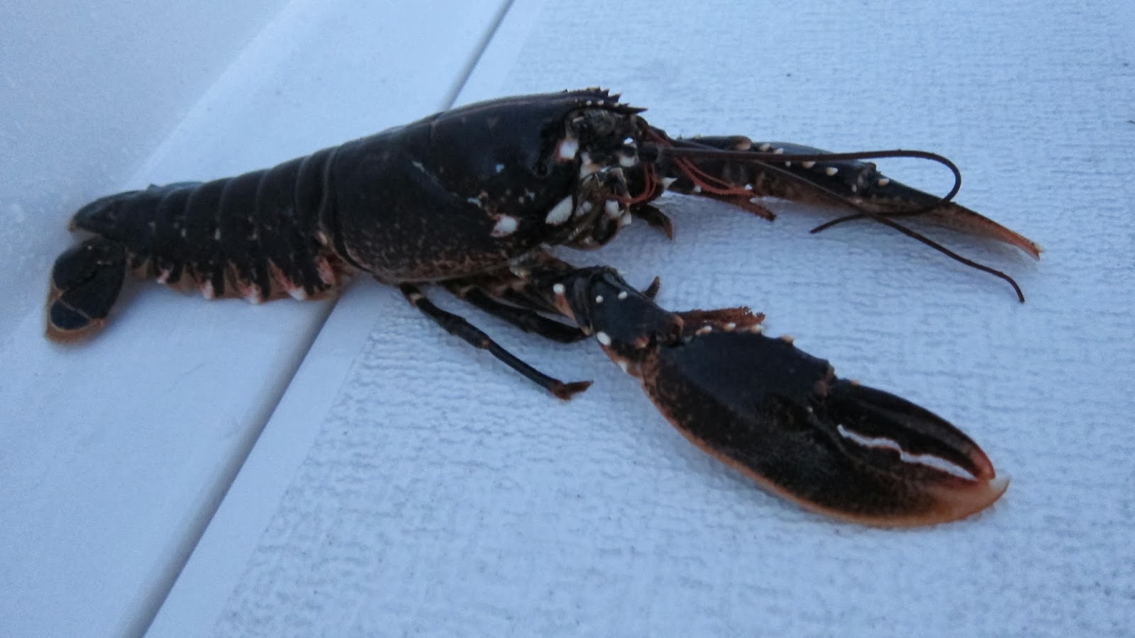 Dalmatian Mom: Hummerfiske & Krabbfiske