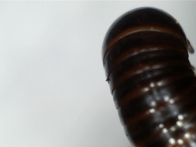 O MUNDO DOS INSETOS: gongolo