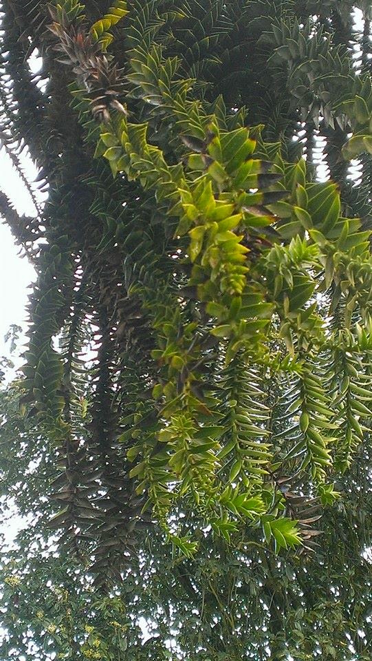 Australian Magick: History and magickal uses for the Araucaria ...